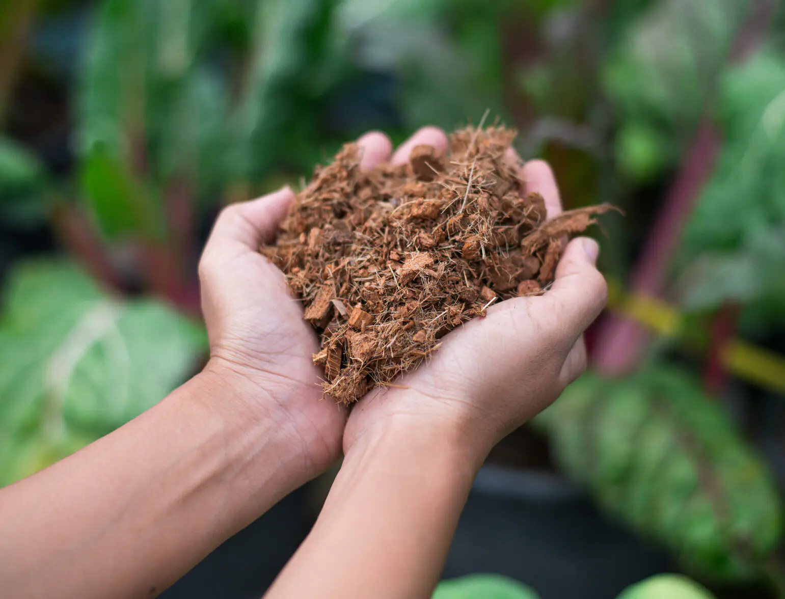 Coco Chunks - Larger coconut coir with minimal fine material